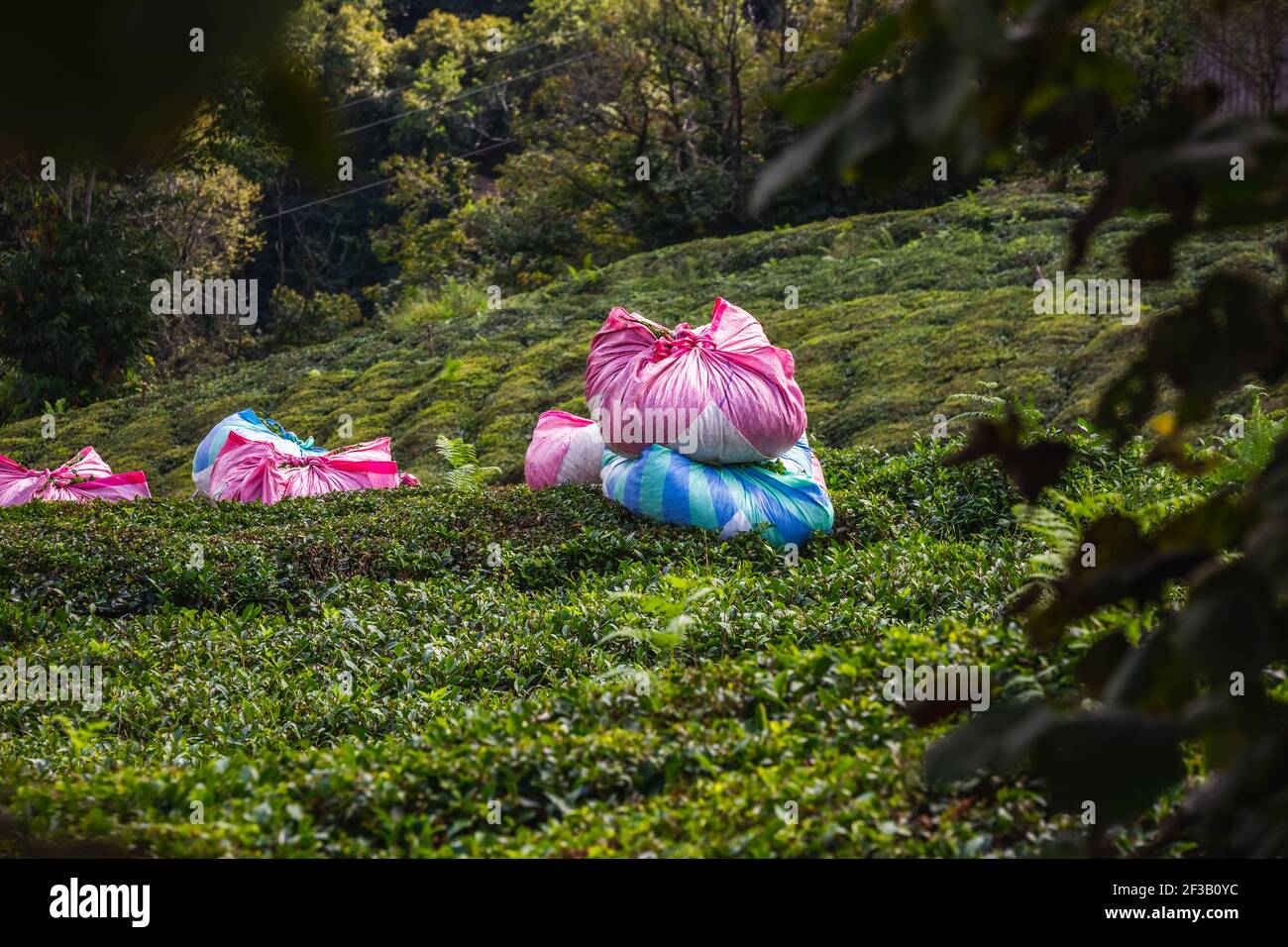 Rize tea hi-res stock photography and images - Alamy