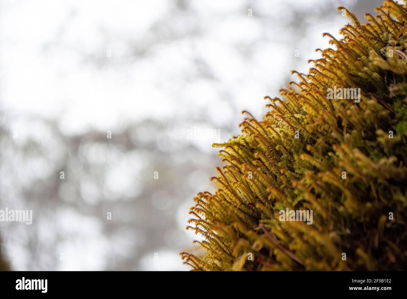 Bhutan pattern hi-res stock photography and images - Alamy
