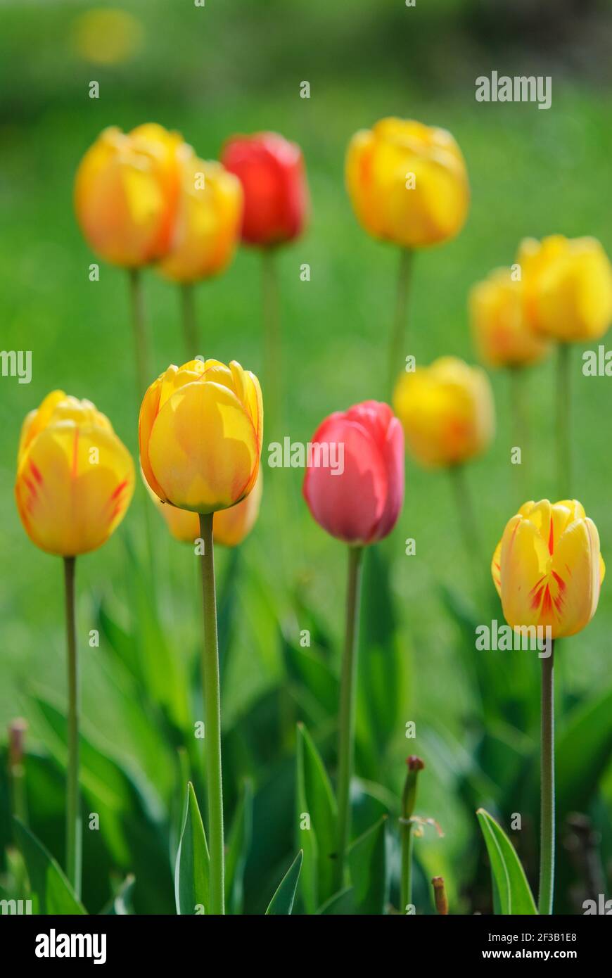 Tulip flowers in the spring Stock Photo - Alamy