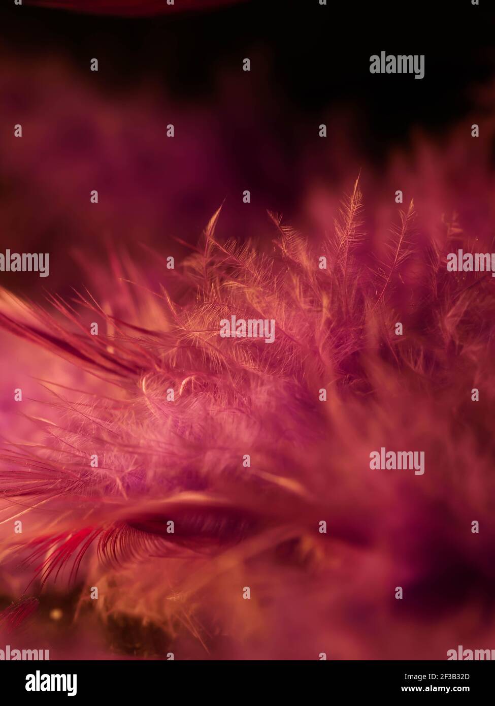Mix of feathers. Bird and chickens feather texture for background ...