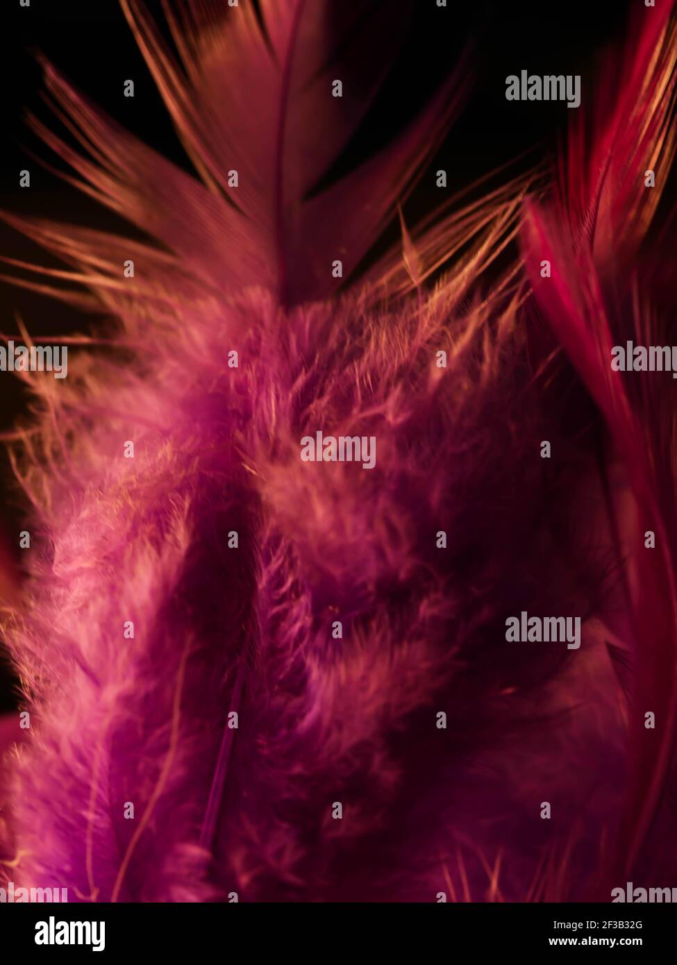 Mix of feathers. Bird and chickens feather texture for background ...