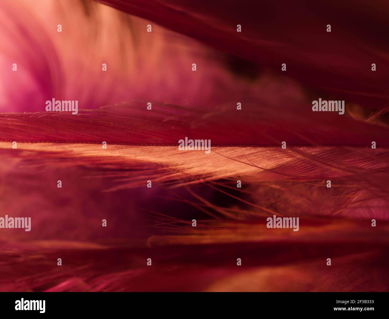 Mix of feathers. Bird and chickens feather texture for background ...