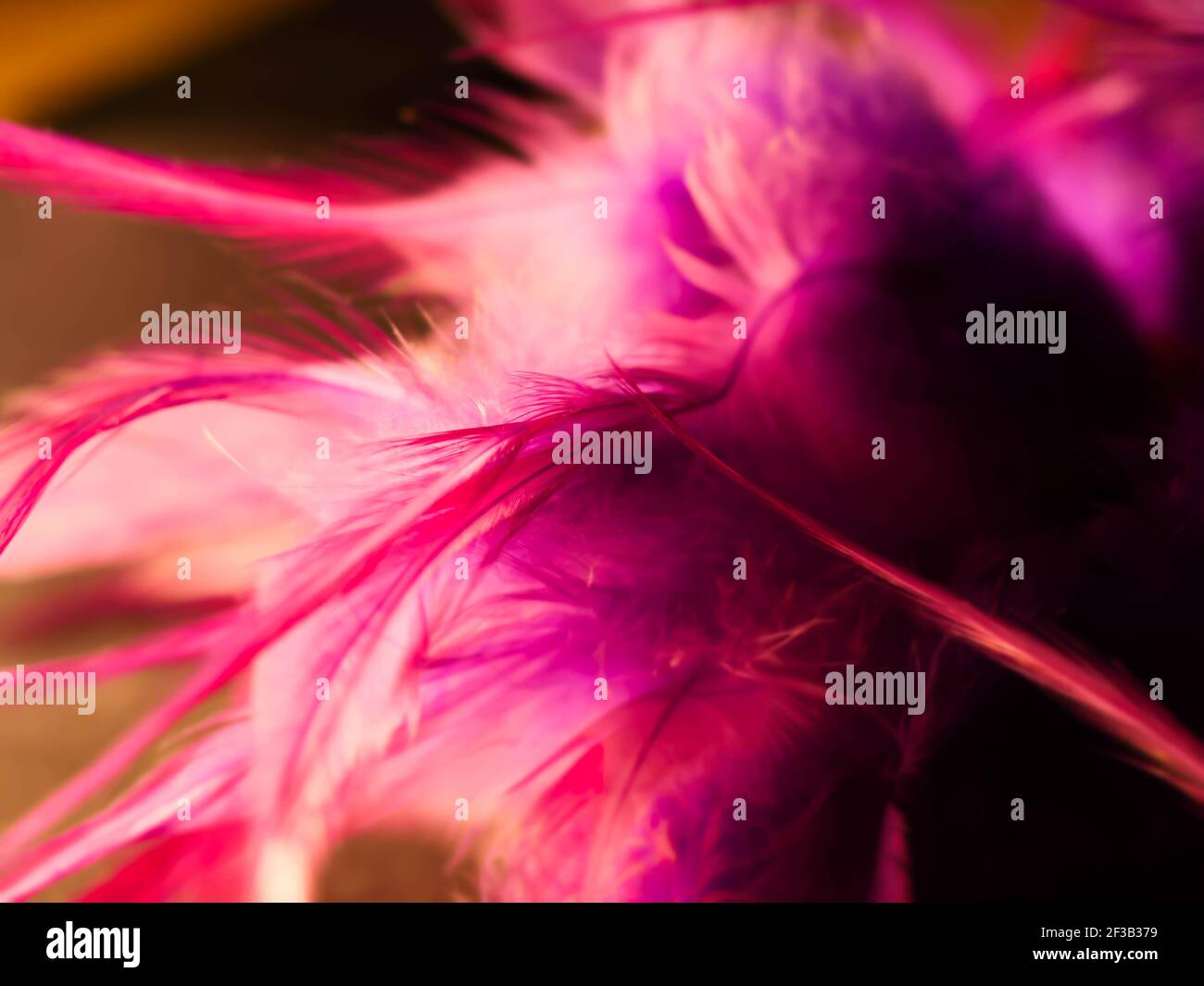 Mix of feathers. Bird and chickens feather texture for background ...