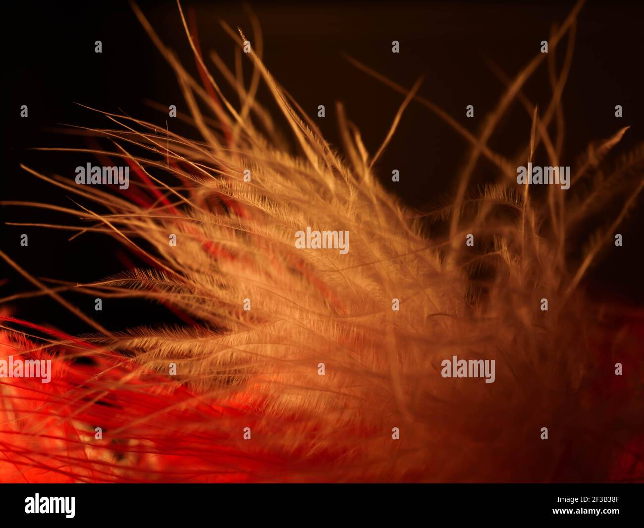 Mix of feathers. Bird and chickens feather texture for background ...