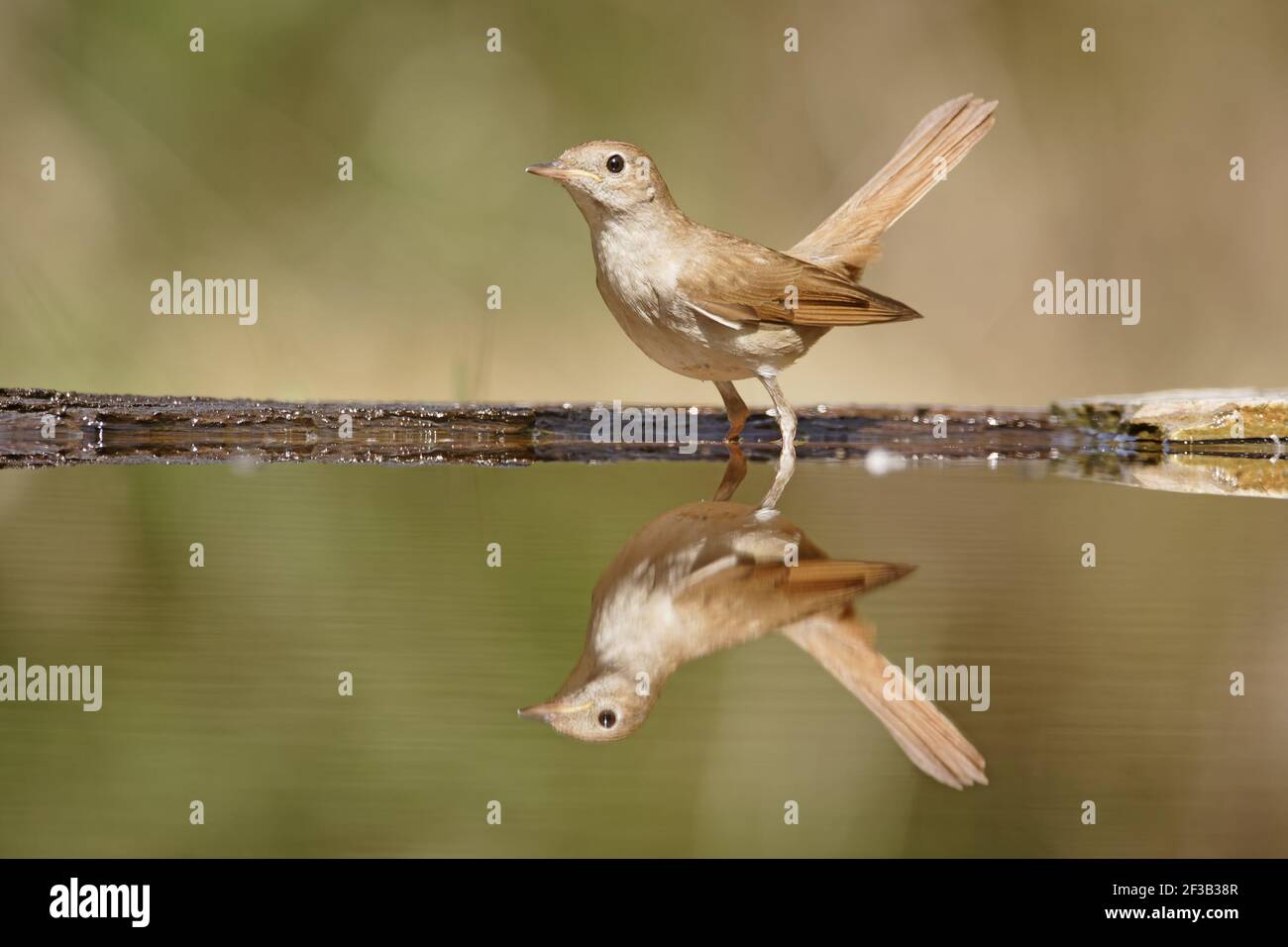 Nightingale - Reflection in forest pool Luscinia megarhynchos Hungary ...