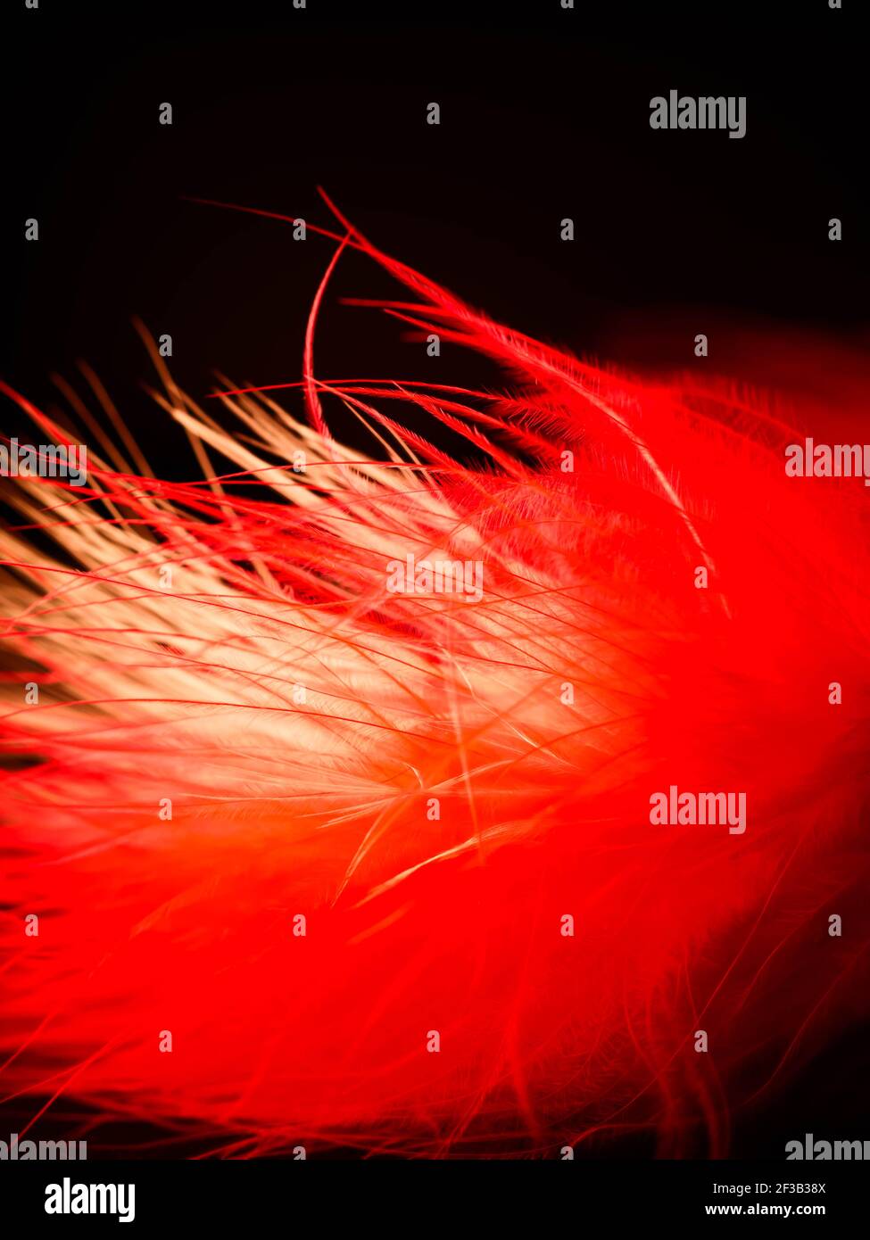 Mix of feathers. Bird and chickens feather texture for background ...