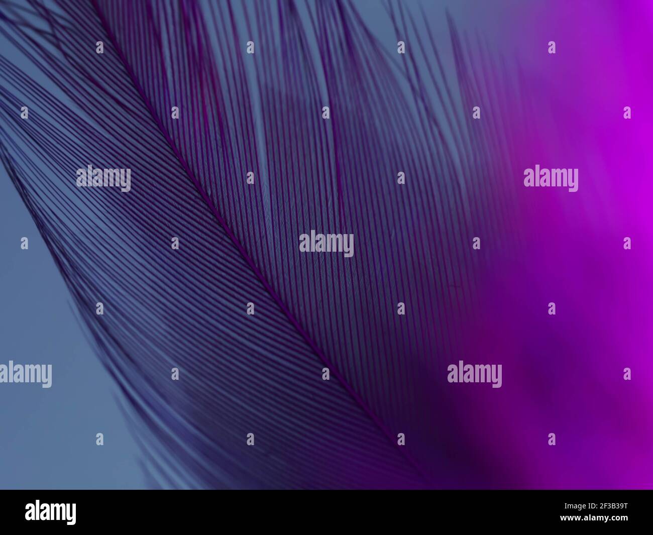 Mix of feathers. Bird and chickens feather texture for background ...