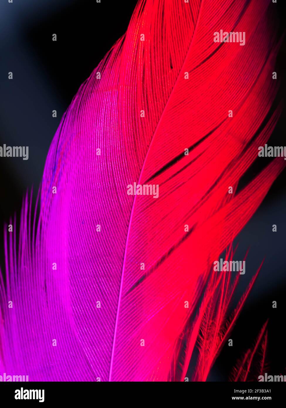 Mix of feathers. Bird and chickens feather texture for background ...