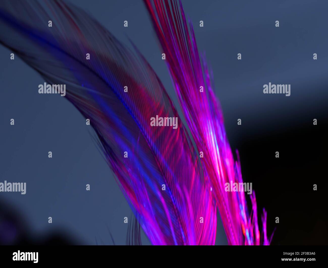 Mix of feathers. Bird and chickens feather texture for background ...