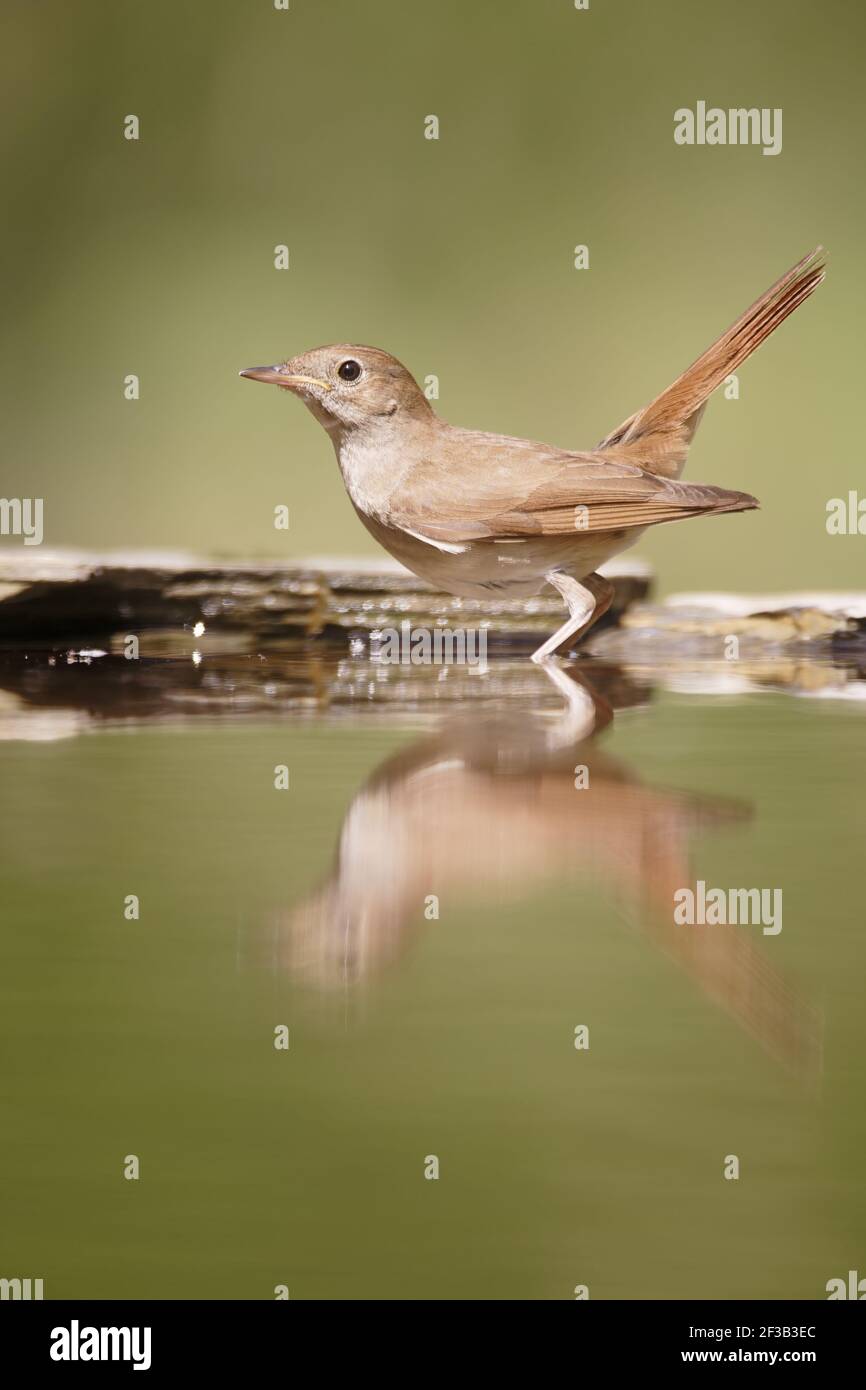 Nightingale - Reflection in forest pool Luscinia megarhynchos Hungary ...