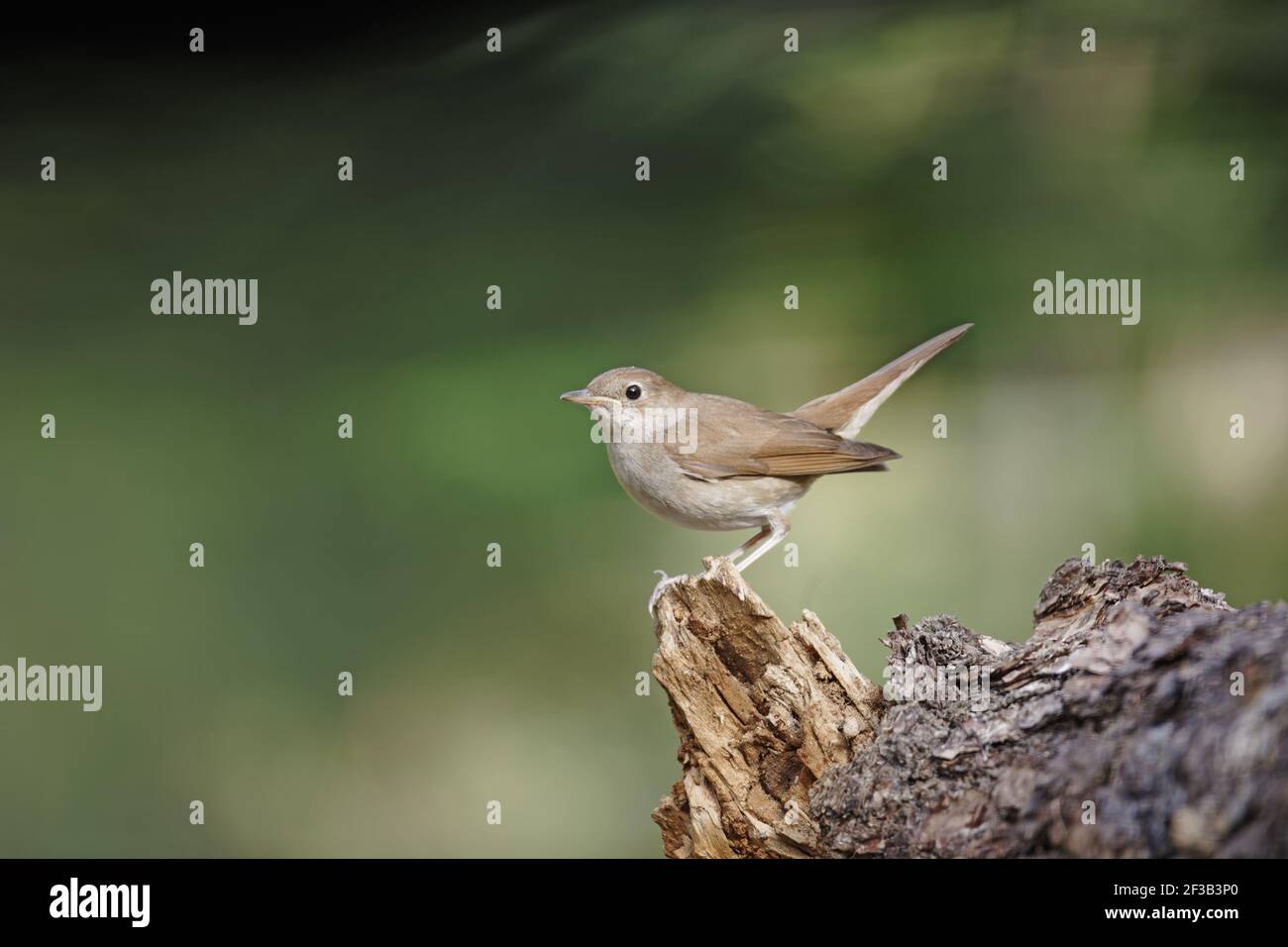 Nightingale - In forest Luscinia megarhynchos Hungary BI016183 Stock ...
