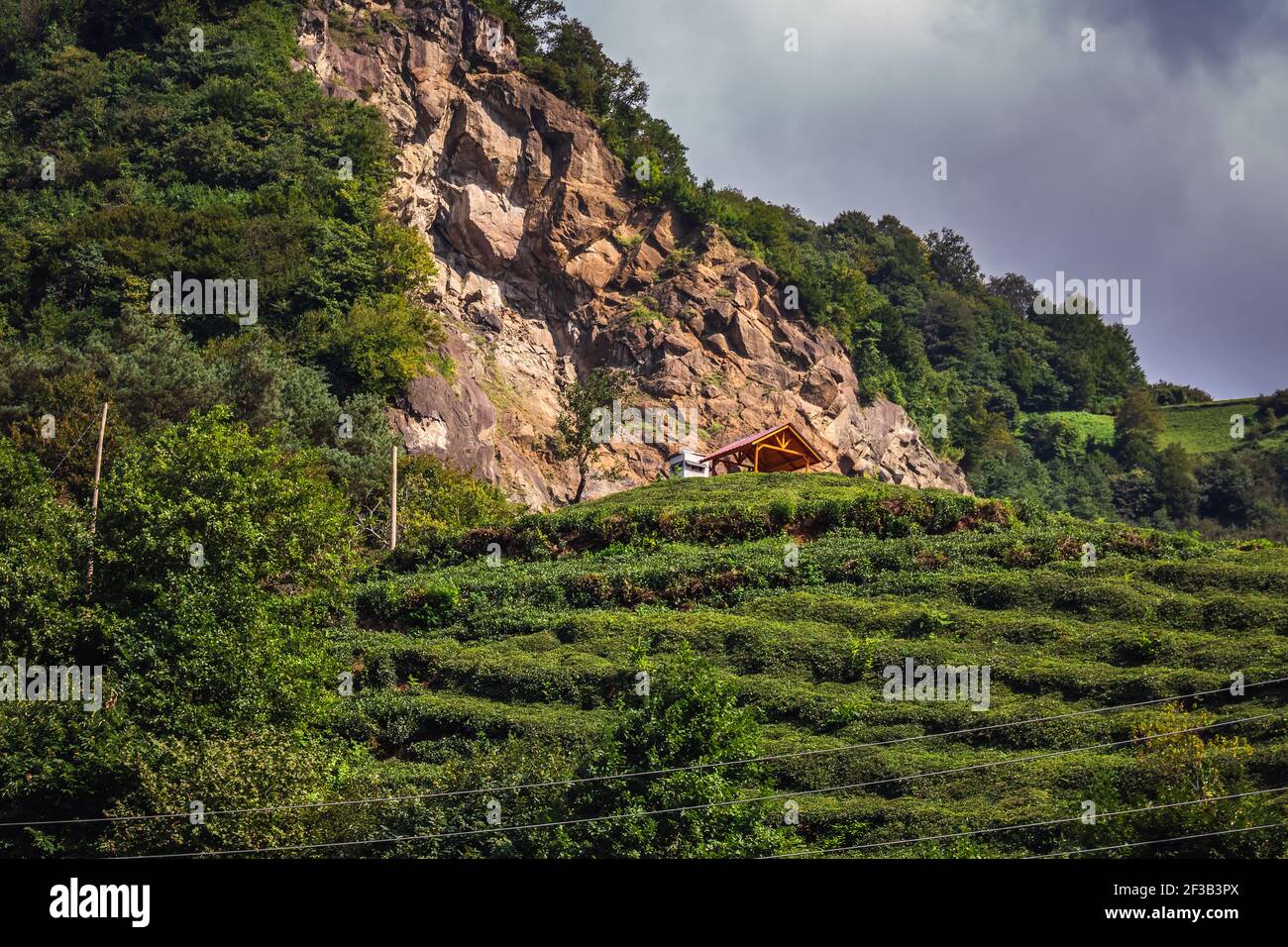 Rize tea hi-res stock photography and images - Alamy