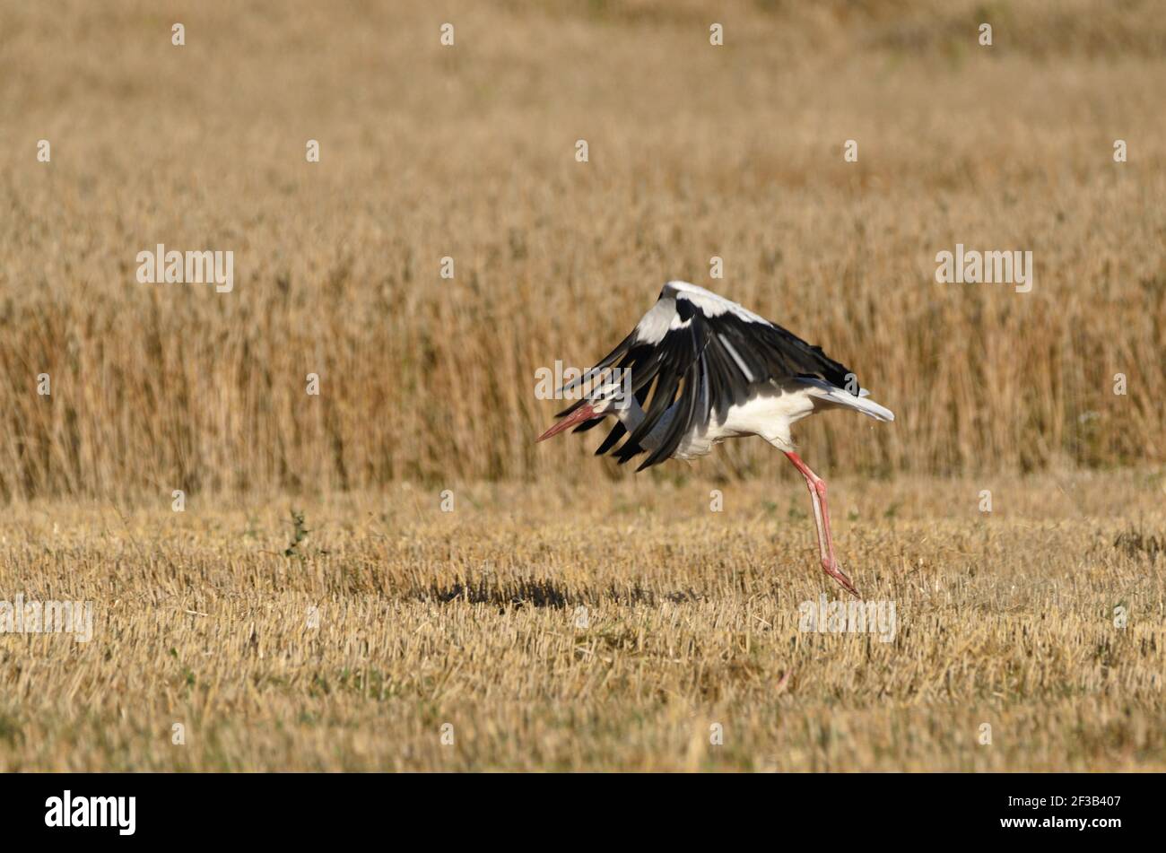 stork in the stubble field Stock Photo - Alamy