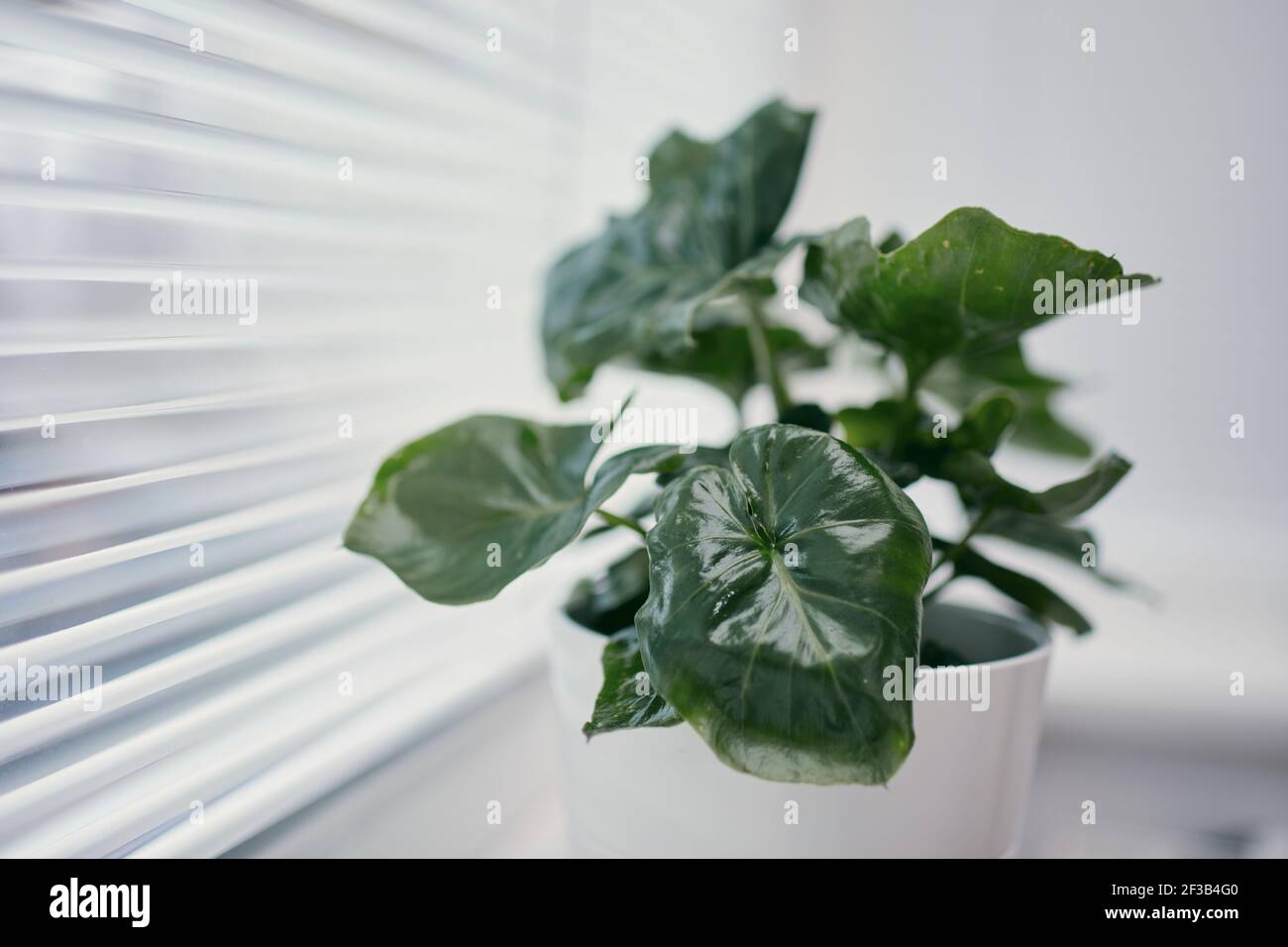 Atom with pot leaf hi-res stock photography and images - Alamy