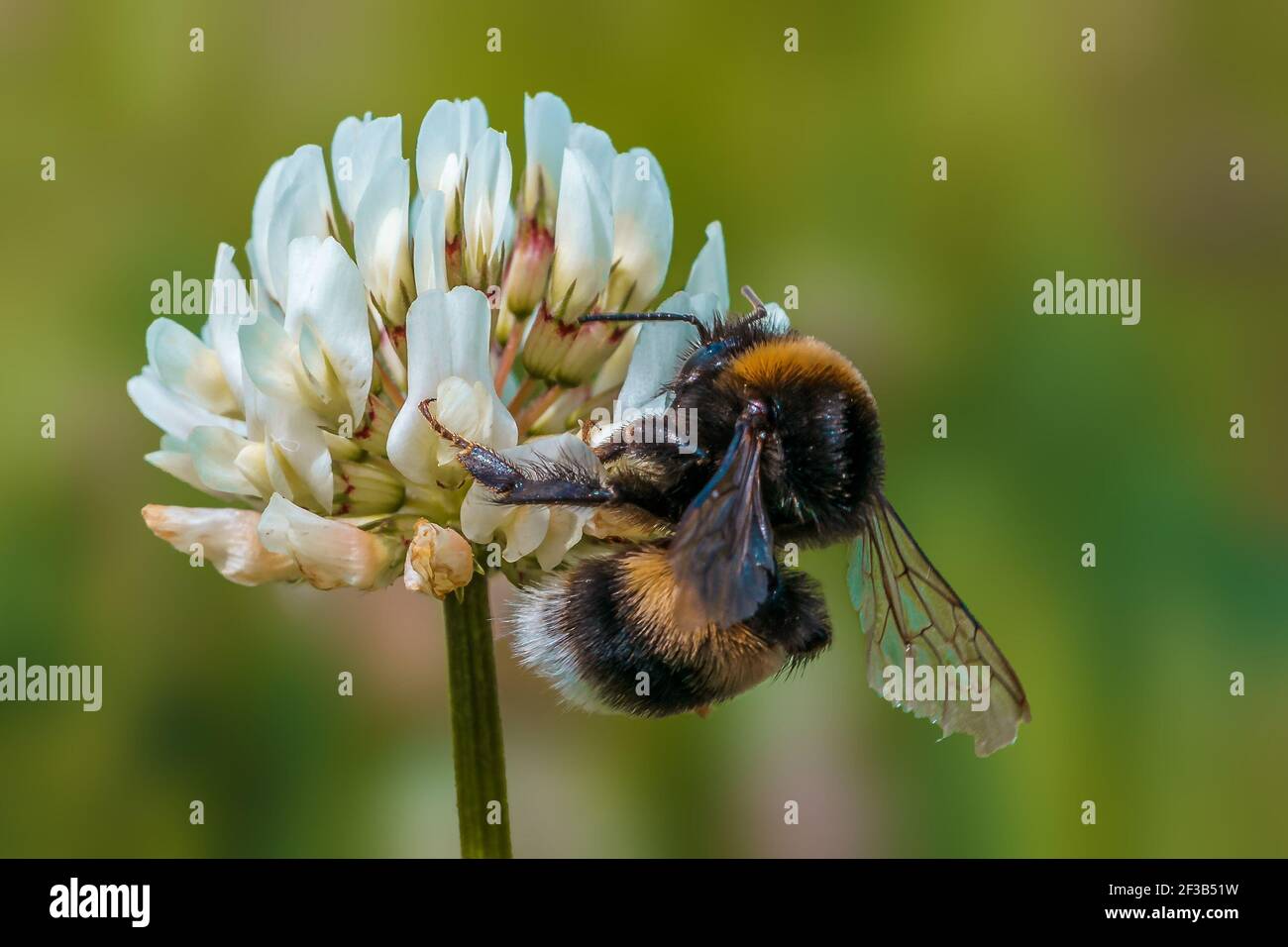 beautiful colorful flowers bloom in spring Stock Photo - Alamy