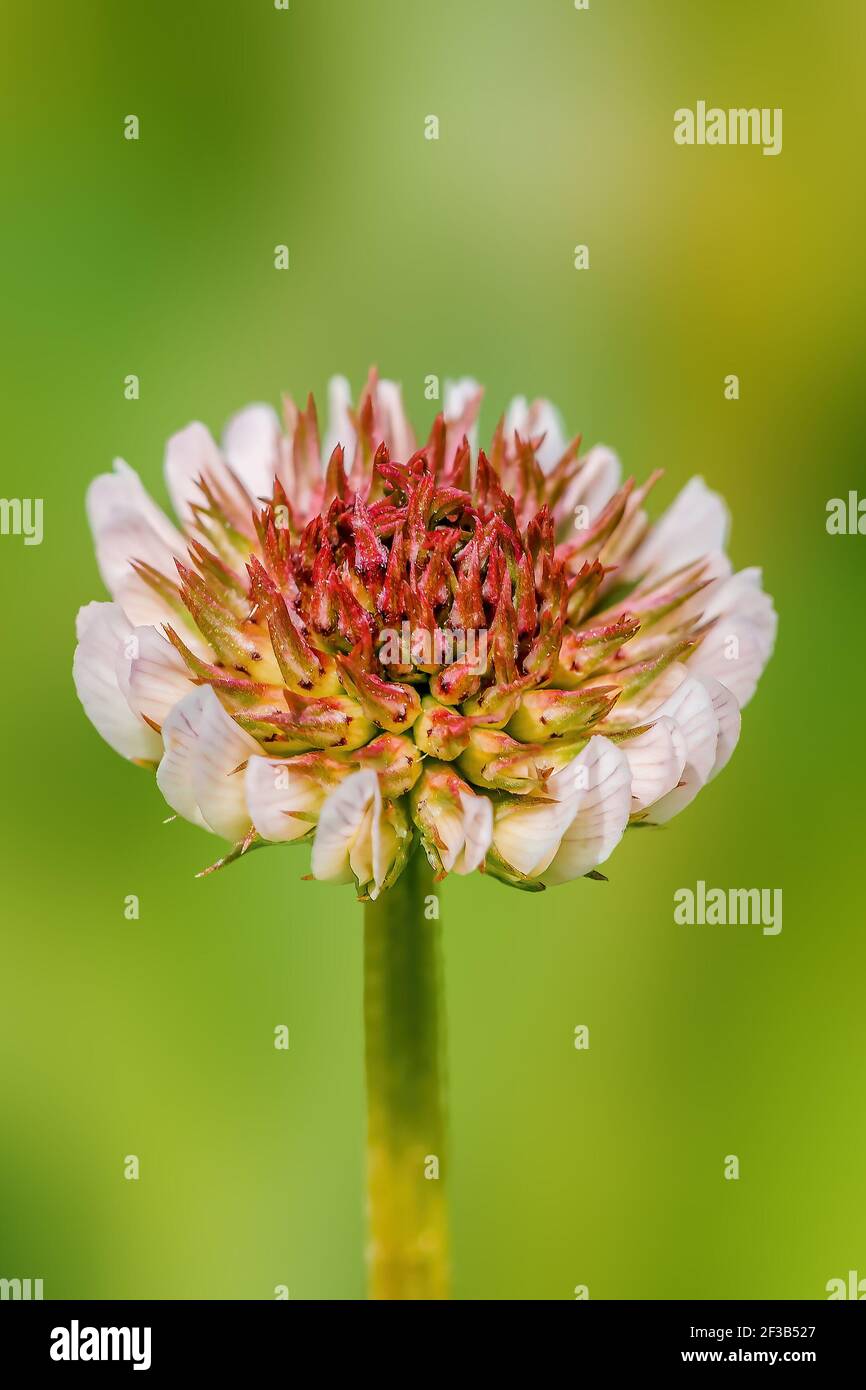 beautiful colorful flowers bloom in spring Stock Photo - Alamy
