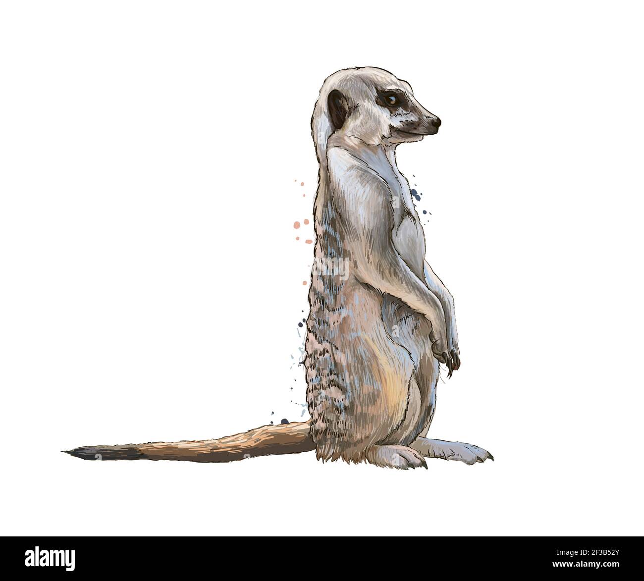 Meerkat Illustration