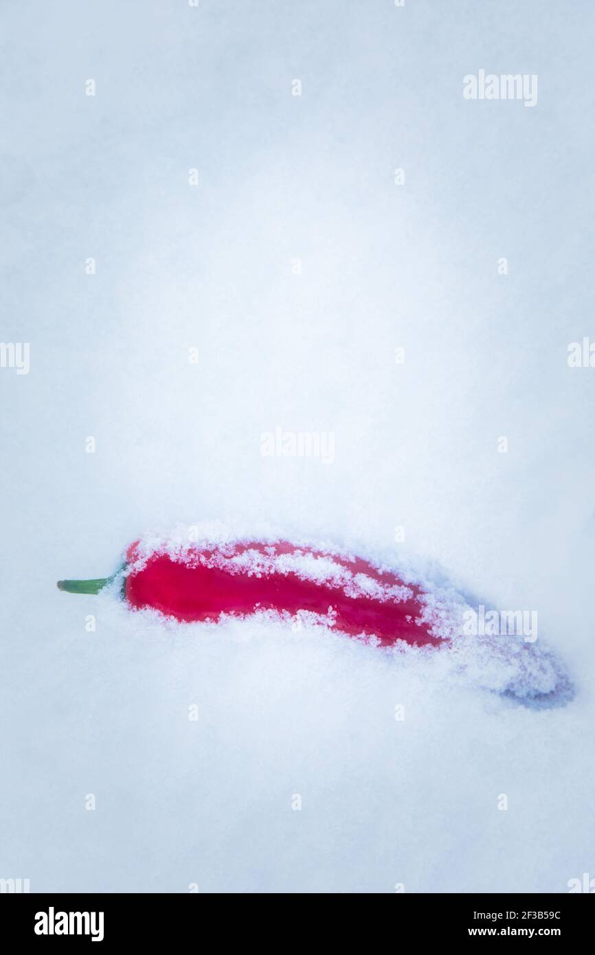 Fiery red hot chilli pepper lying in freezing snow. Concept of contrast ...