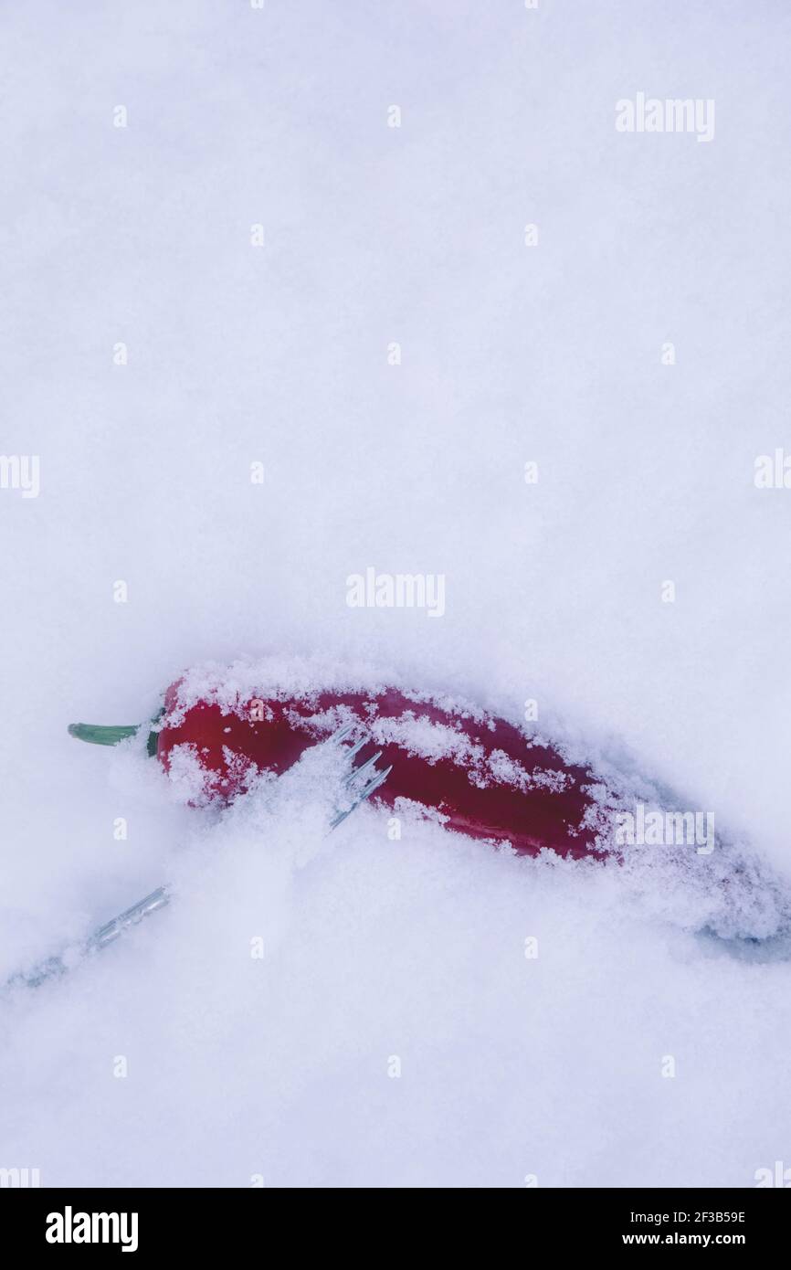 Hot red chilli pepper lying in freezing snow with fork. Concept of hot ...