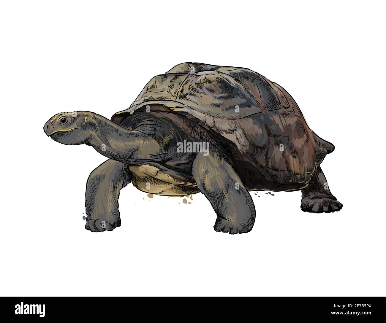 Giant Tortoise Drawing
