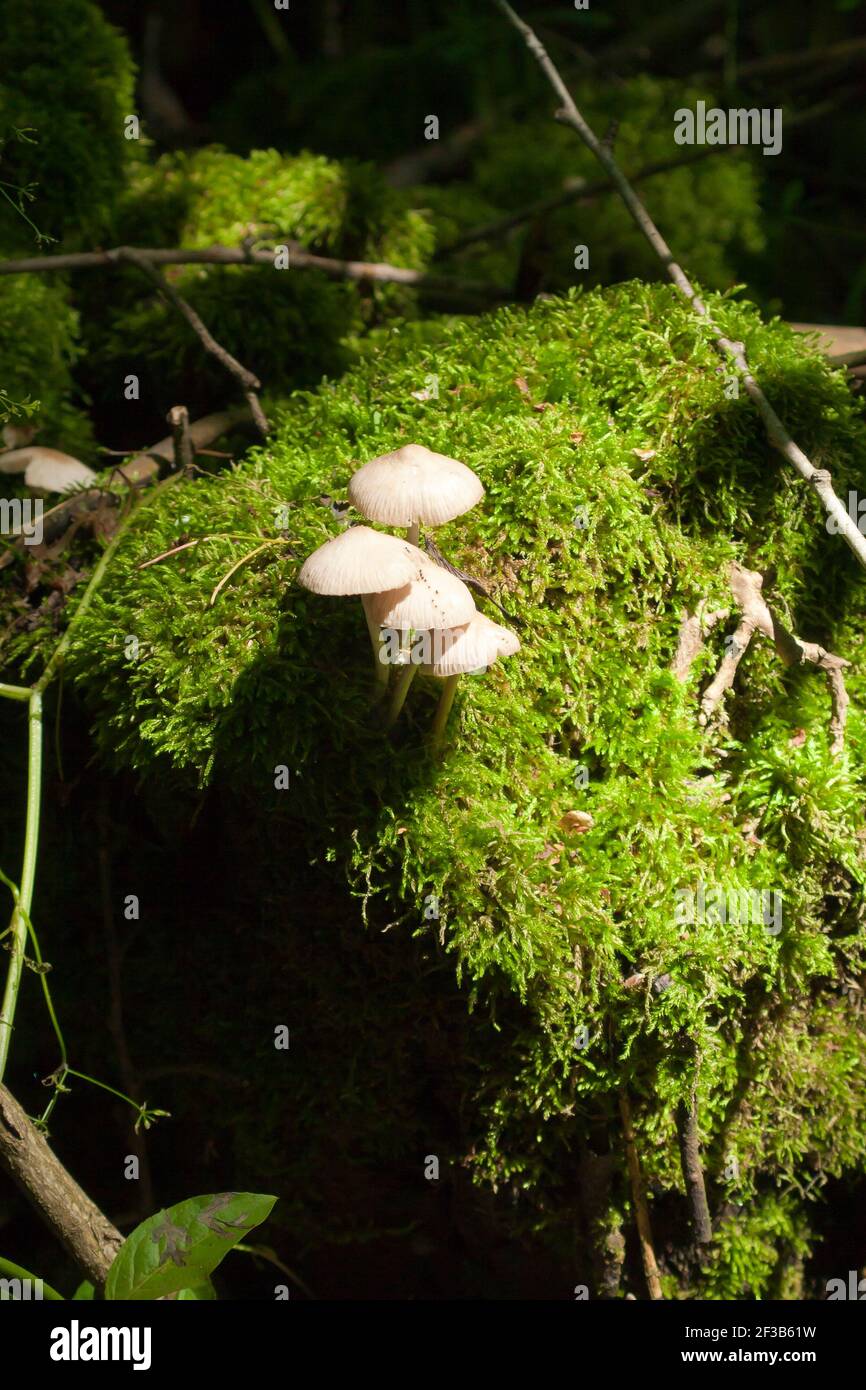 Type species of the Mycena mushroom genus. Many fungi of the Mycena ...