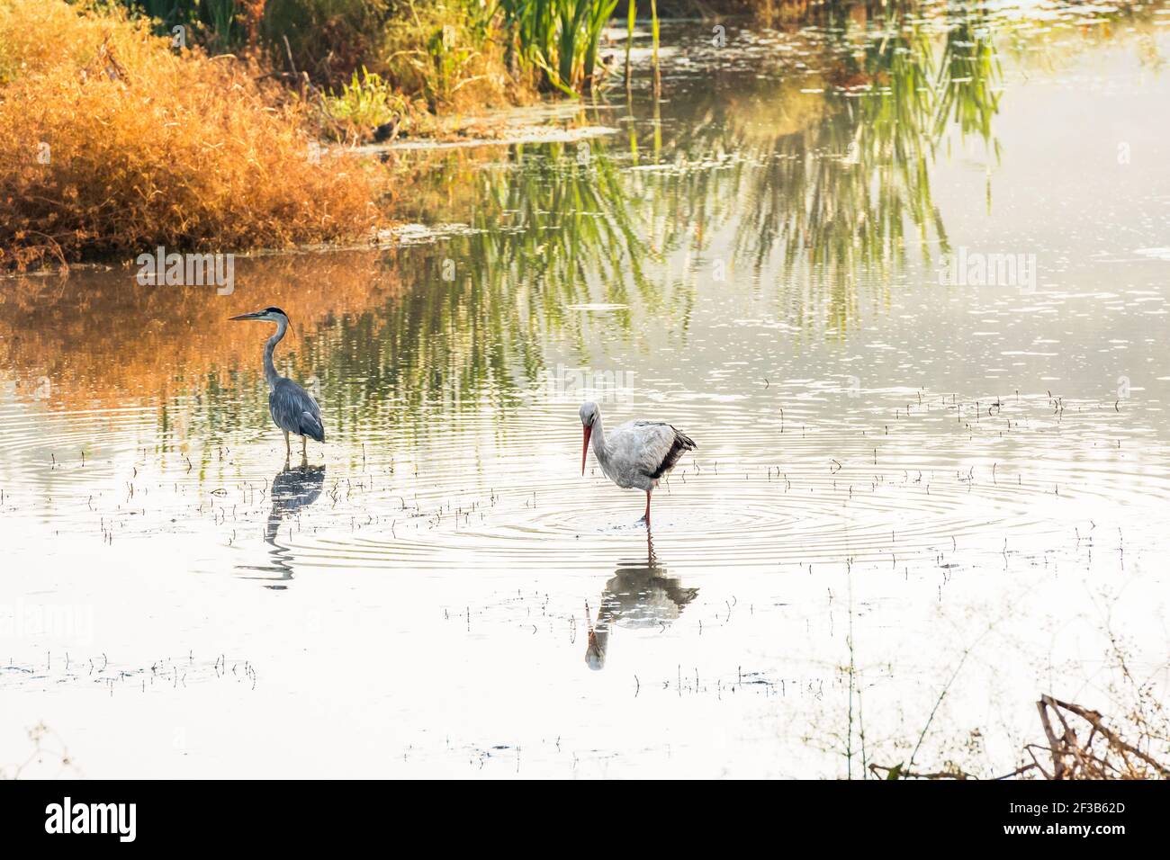 The gray heron and the white stork are large birds with a long neck and ...