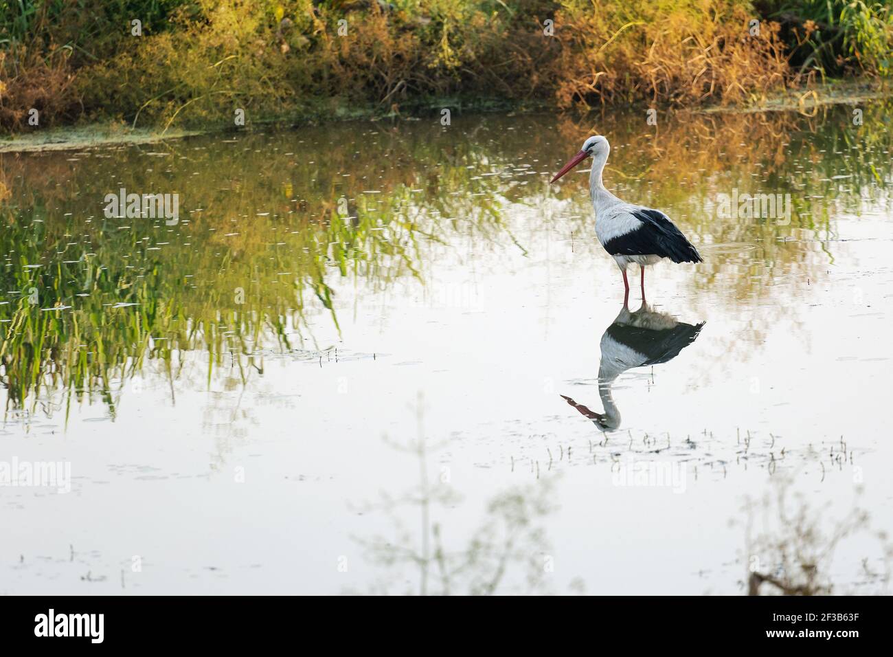 The white stork is a large bird with a long neck and legs, a large ...