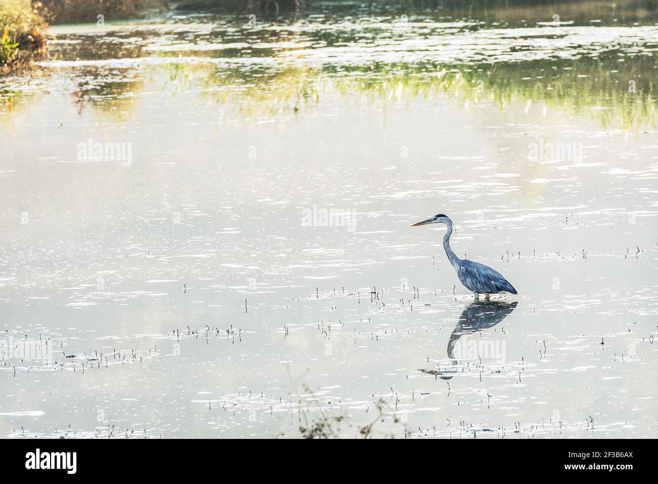 The gray heron is a large bird with a long neck and legs, a large sharp ...