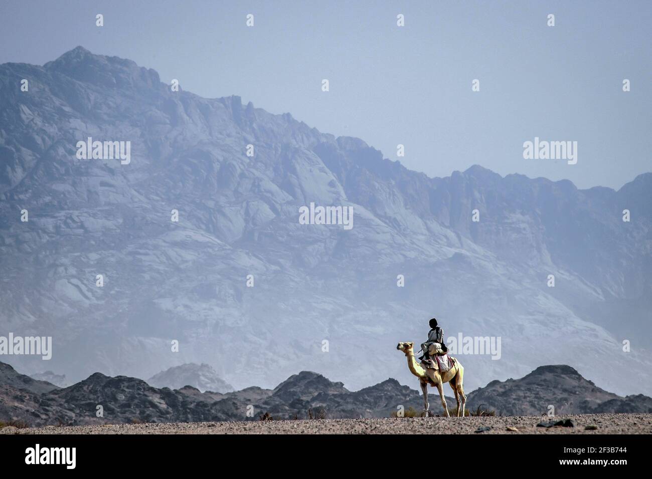 Camel during the Reconnaissances of the Dakar Off-Road rally 2020 in ...