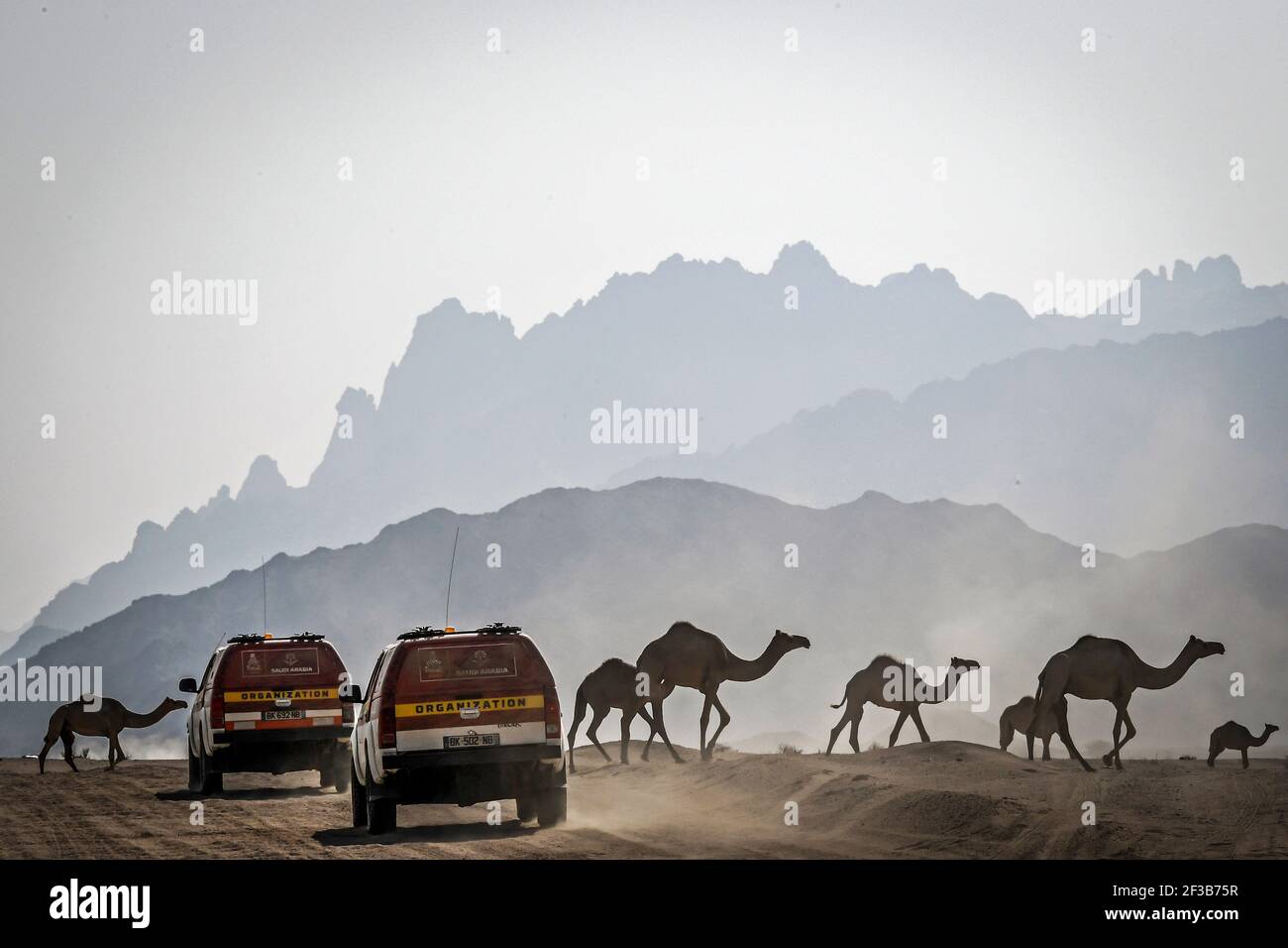 Camels during the Reconnaissances of the Dakar Off-Road rally 2020 in ...
