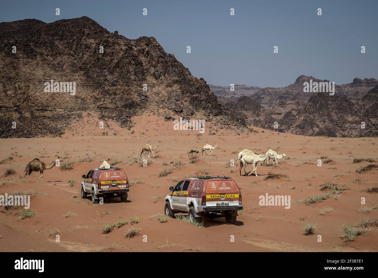 Camels during the Reconnaissances of the Dakar Off-Road rally 2020 in ...