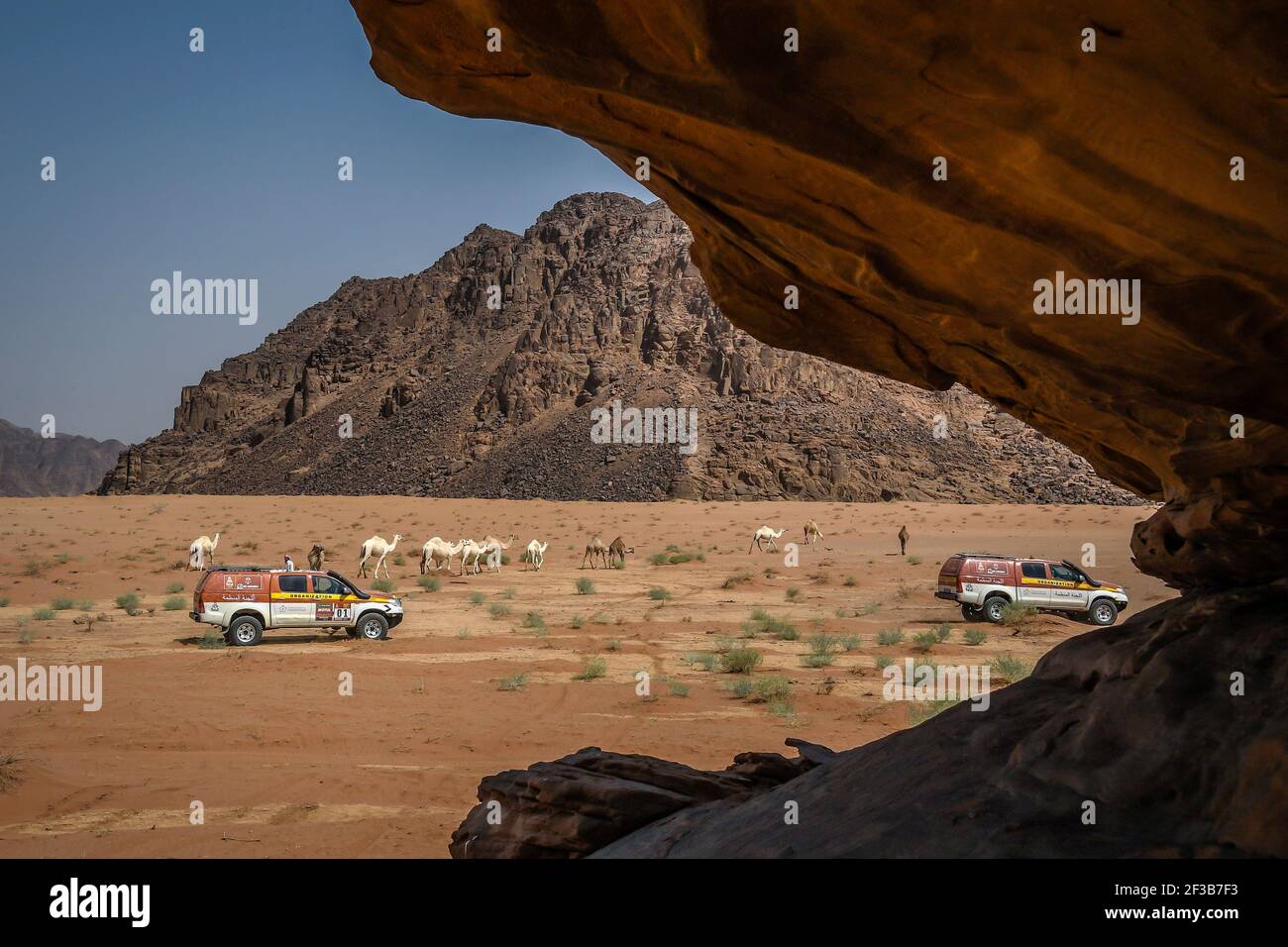 Camels during the Reconnaissances of the Dakar Off-Road rally 2020 in ...