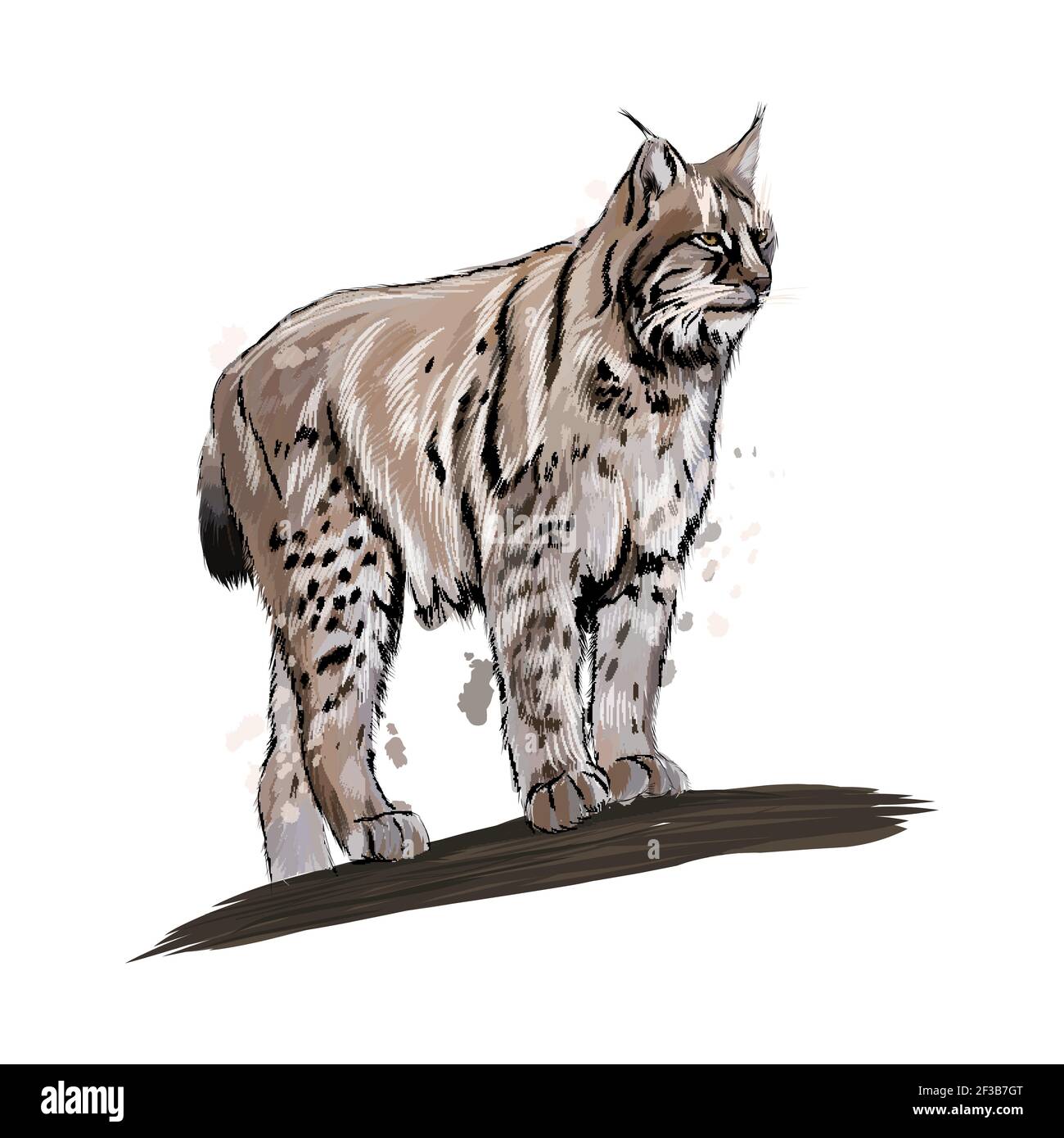 Lynx from a splash of watercolor, colored drawing, realistic. Vector ...