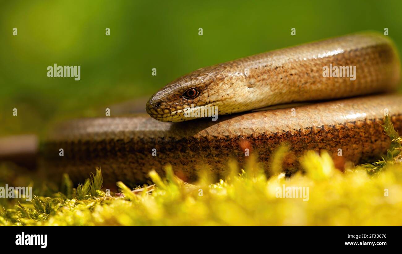 A deaf adder hi-res stock photography and images - Alamy