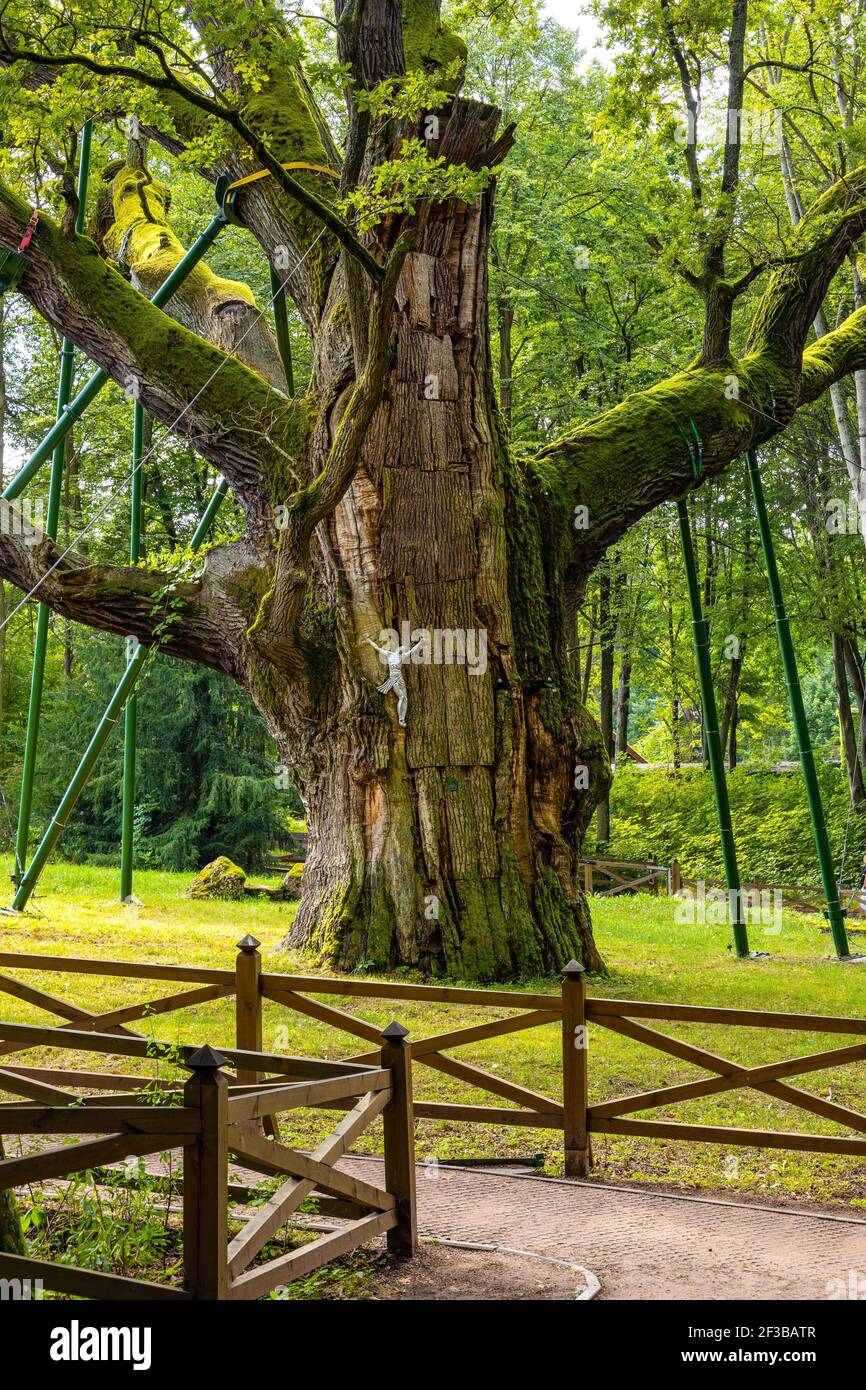 Swietokrzyskie mountains oak hi-res stock photography and images - Alamy