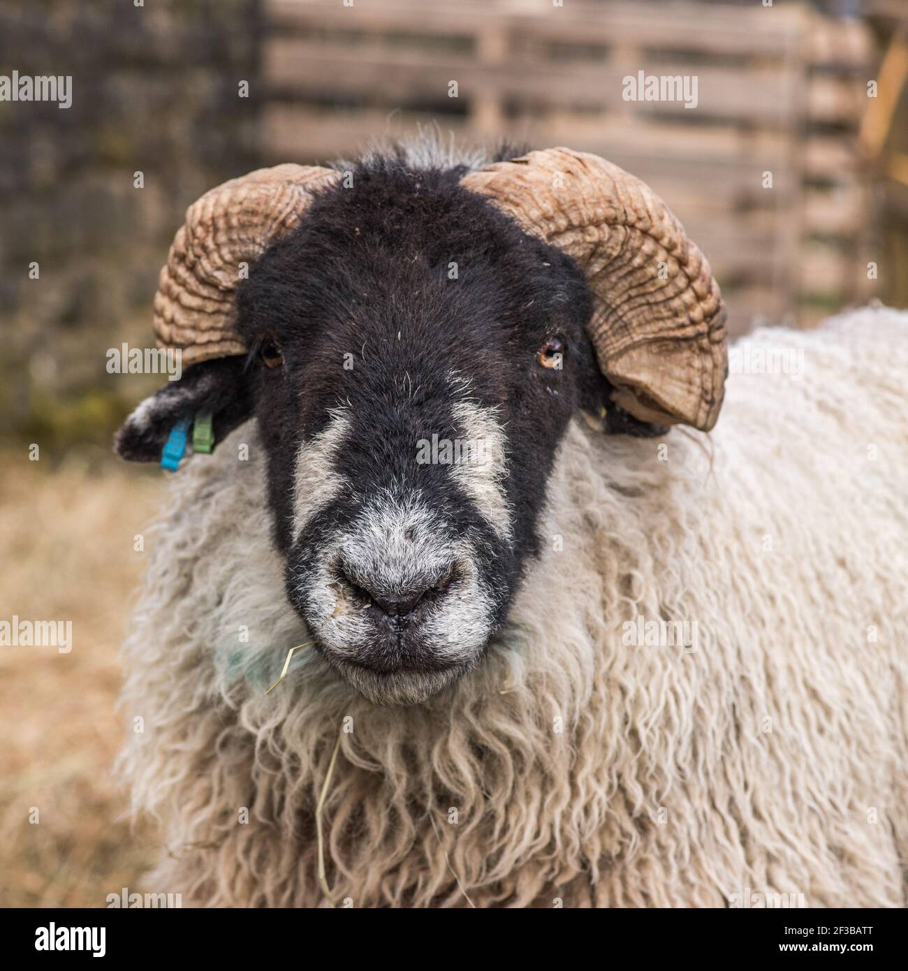 Trimmed sheep horns hi-res stock photography and images - Alamy