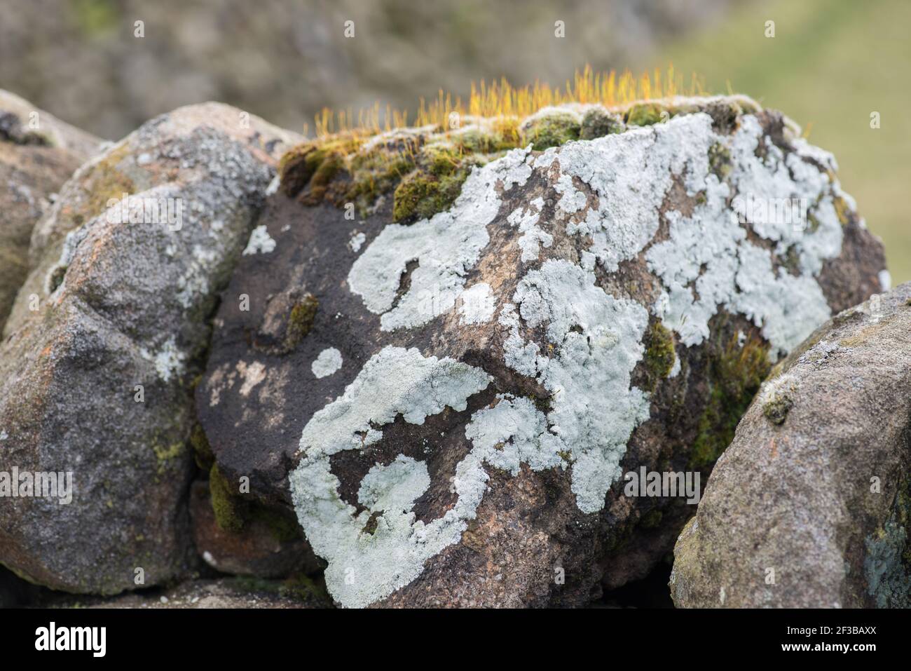 Clean pale lichen hi-res stock photography and images - Alamy