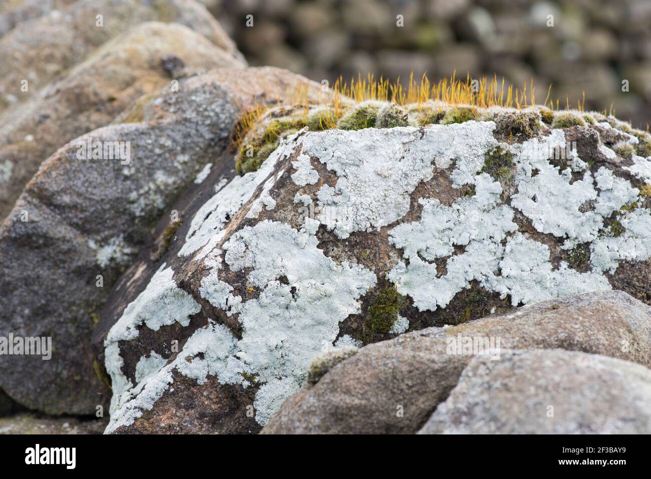 Clean pale lichen hi-res stock photography and images - Alamy