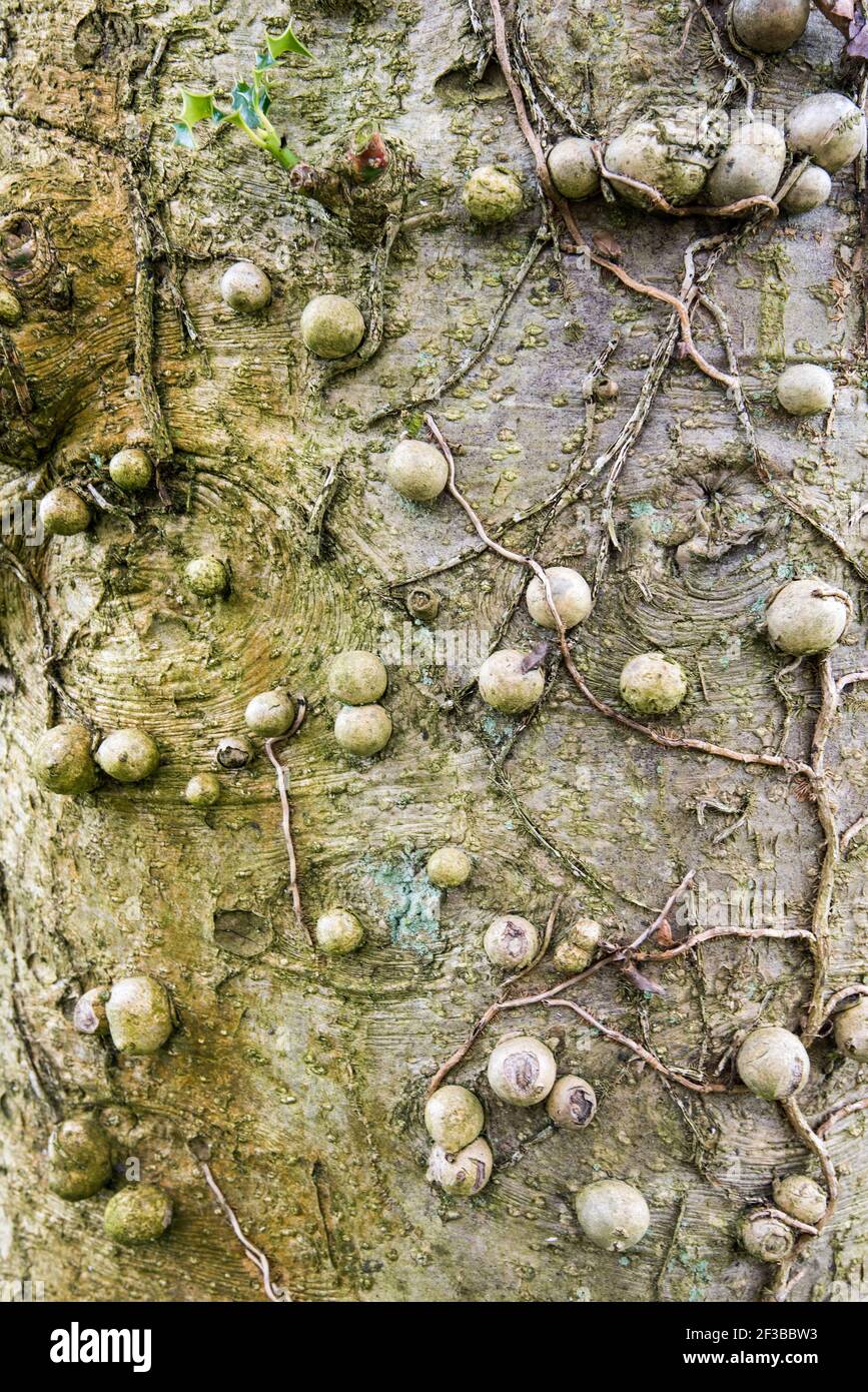 Tree gall burl hi-res stock photography and images - Alamy