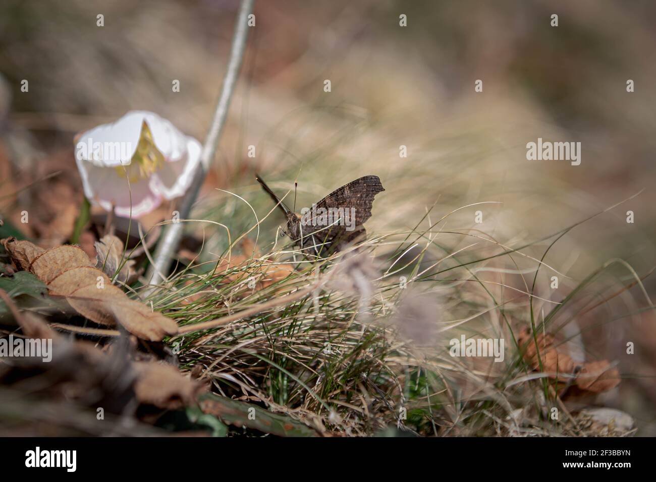 Butterfly in nature on a flower Stock Photo - Alamy