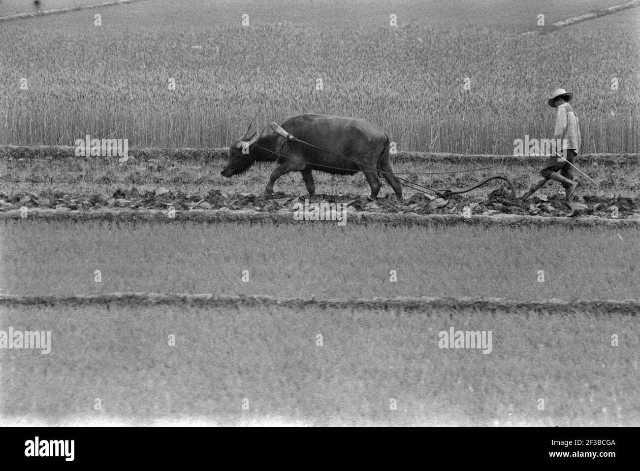 Ox in farm Black and White Stock Photos & Images - Alamy
