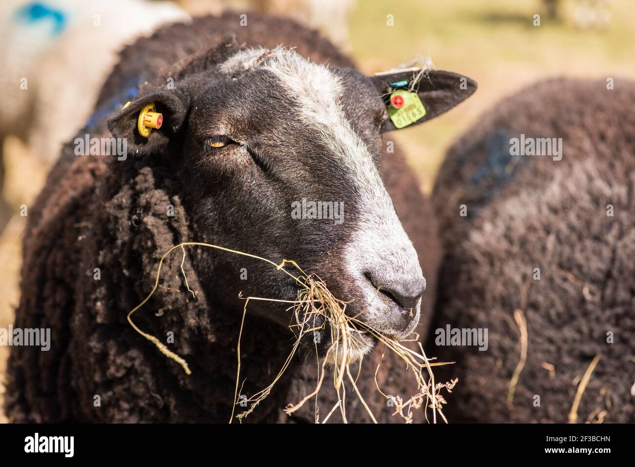 Black and white tup Stock Photo - Alamy