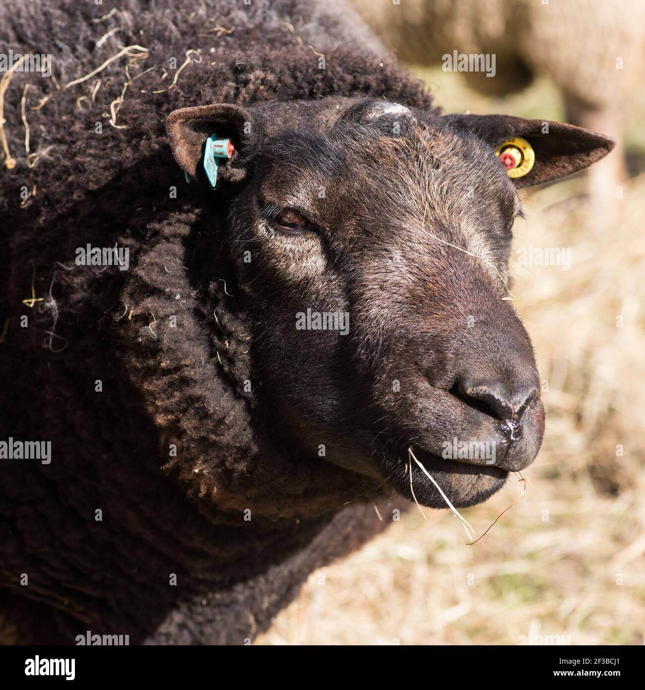 Black Texel Tup Stock Photo - Alamy