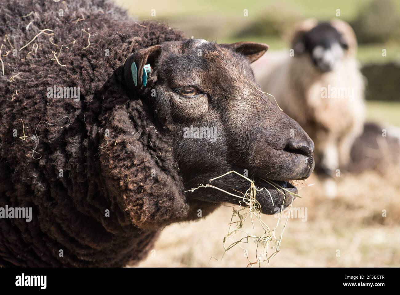 Texel tup hi-res stock photography and images - Alamy