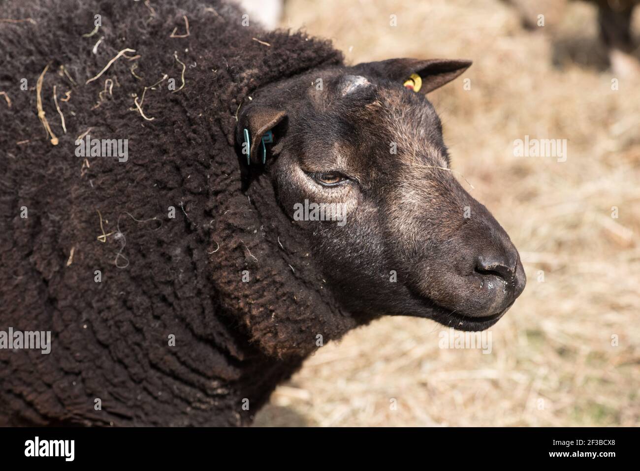 Black ram Stock Photo - Alamy