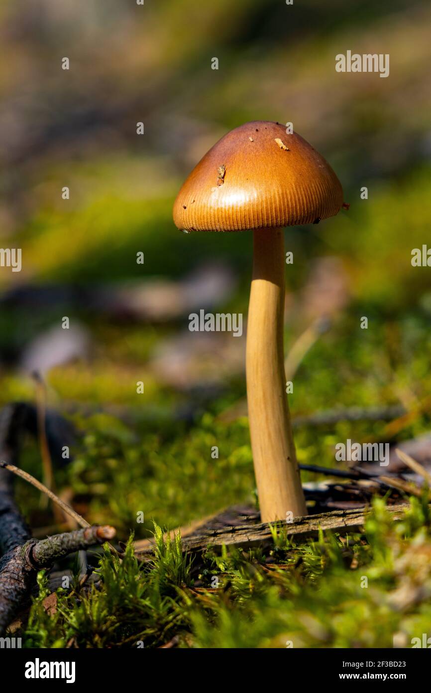 Cinnamon Aldercap fungus known as Quel - latin Naucoria scolecina or ...