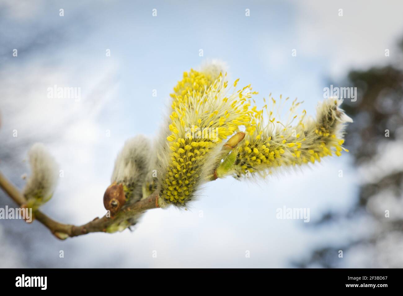 salix caprea - flowering willow catkin in early march Stock Photo - Alamy