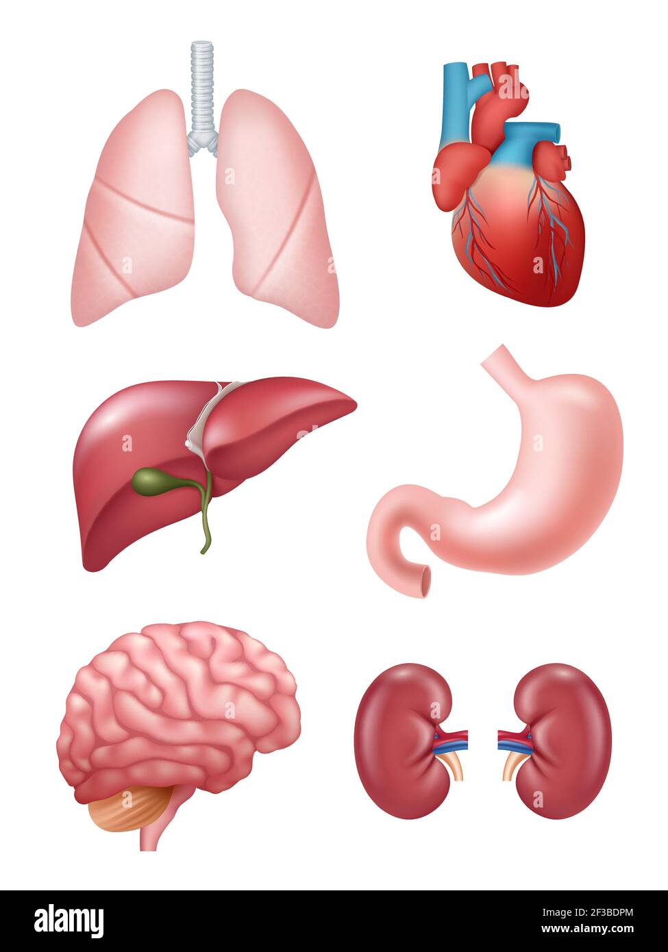 Human organs. Anatomical medical illustrations stomach heart kidney brain vector illustrations ...