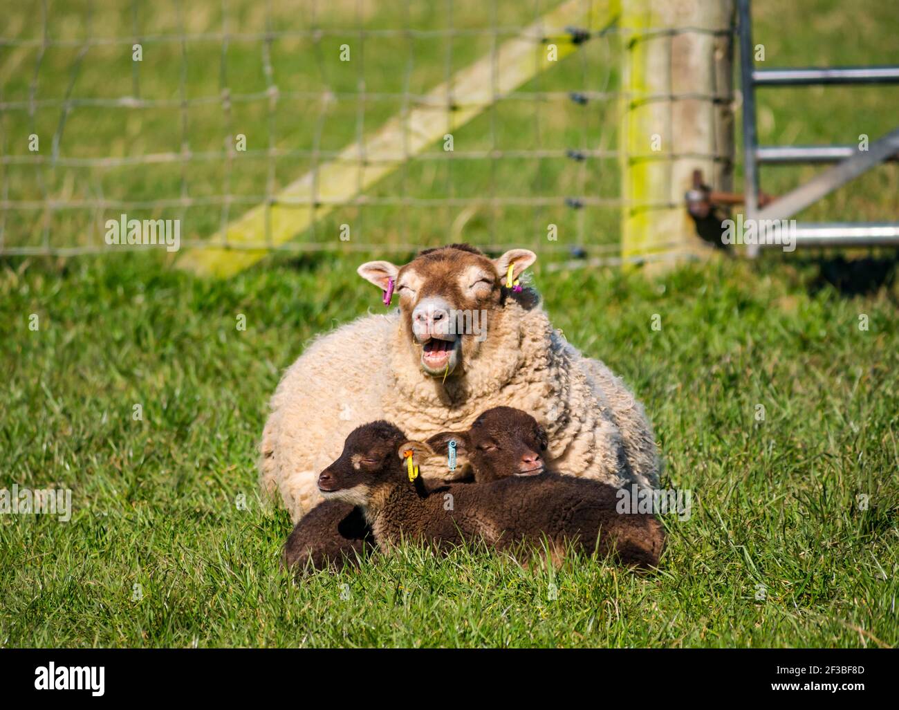 Lamb lying down hi-res stock photography and images - Alamy