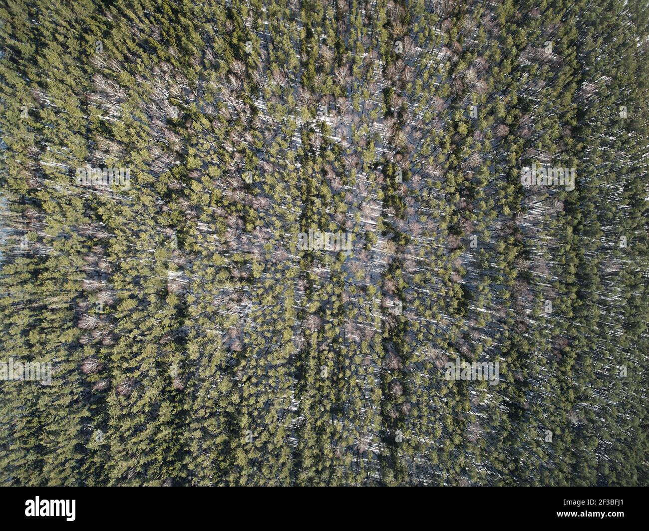 Green trees pattern aerial above drone view. Forest background Stock ...